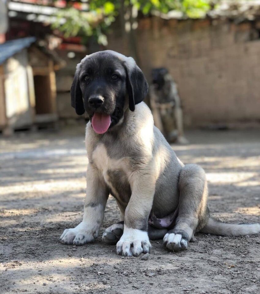 5 Top Kangal Breeders: Sivas Kangal Breeders In The U.S.