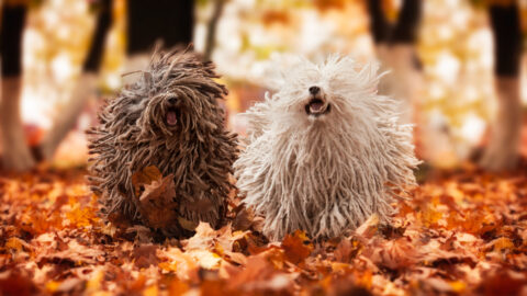 15 Weird Dog Breeds: Your Guide To The Weirdest Dogs Ever