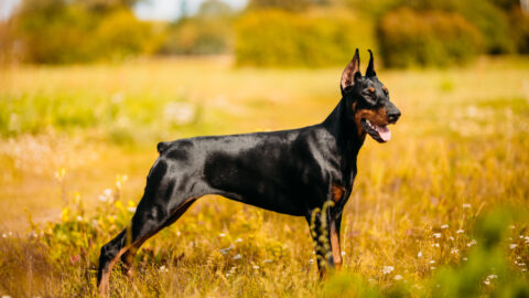 33 Doberman Mixes You Need To Meet