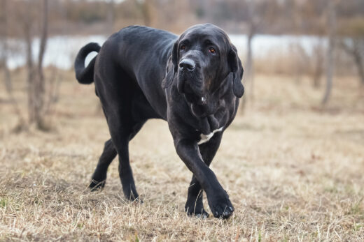 20 Scariest Dog Breeds: The Best Dogs To Keep Out Intruders