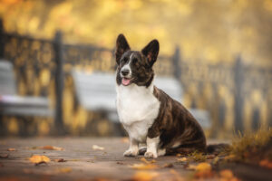 Brindle Corgi: 10+ Facts About These Cute Fluffy Friends