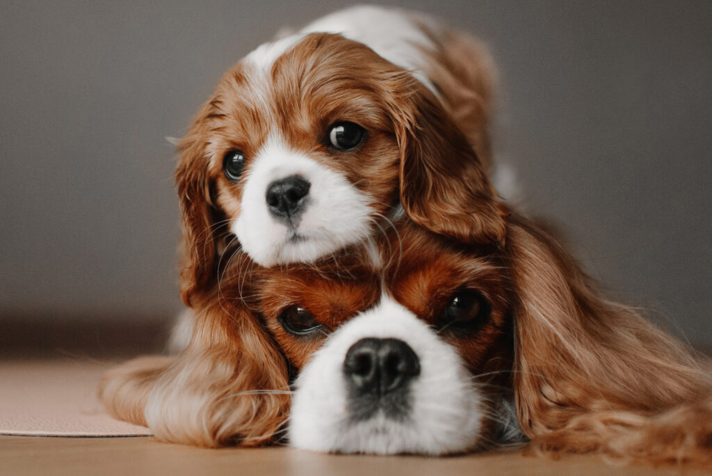 31 Small Fluffy Dog Breeds That’ll Make You Gasp For Air