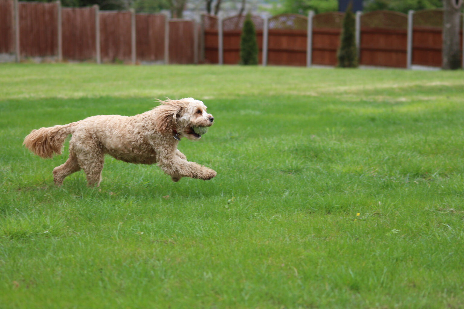 11 Cavapoo Breeders In Minnesota: The Best From Gopher State