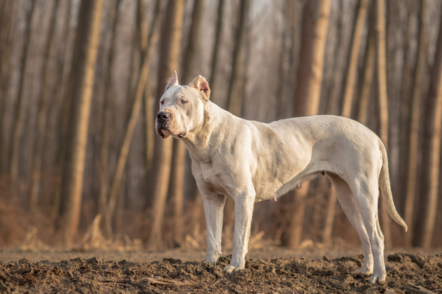 Dogo Argentino Vs. Cane Corso – Who Would Win?