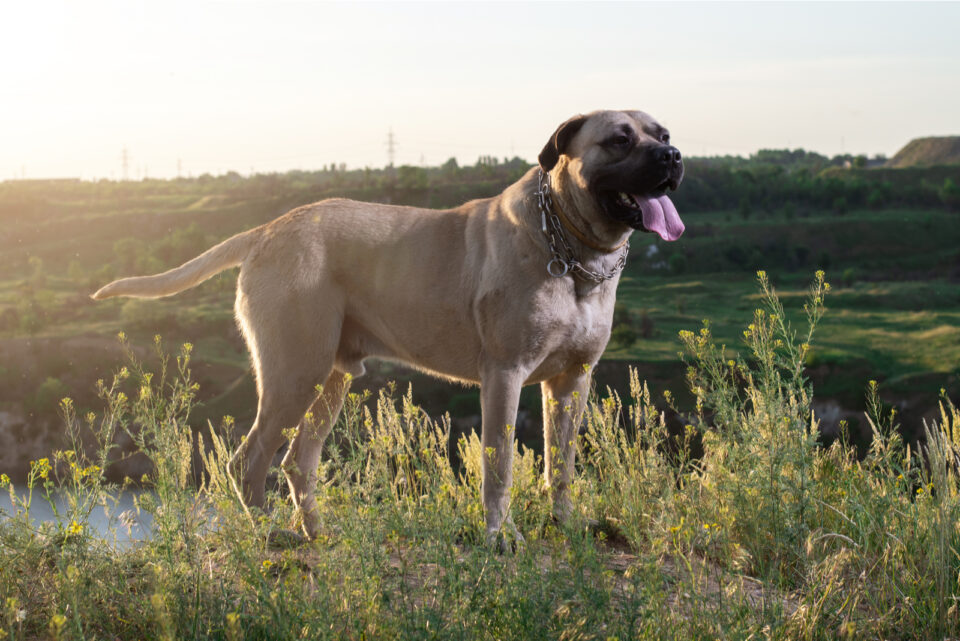 20 Scariest Dog Breeds: The Best Dogs To Keep Out Intruders