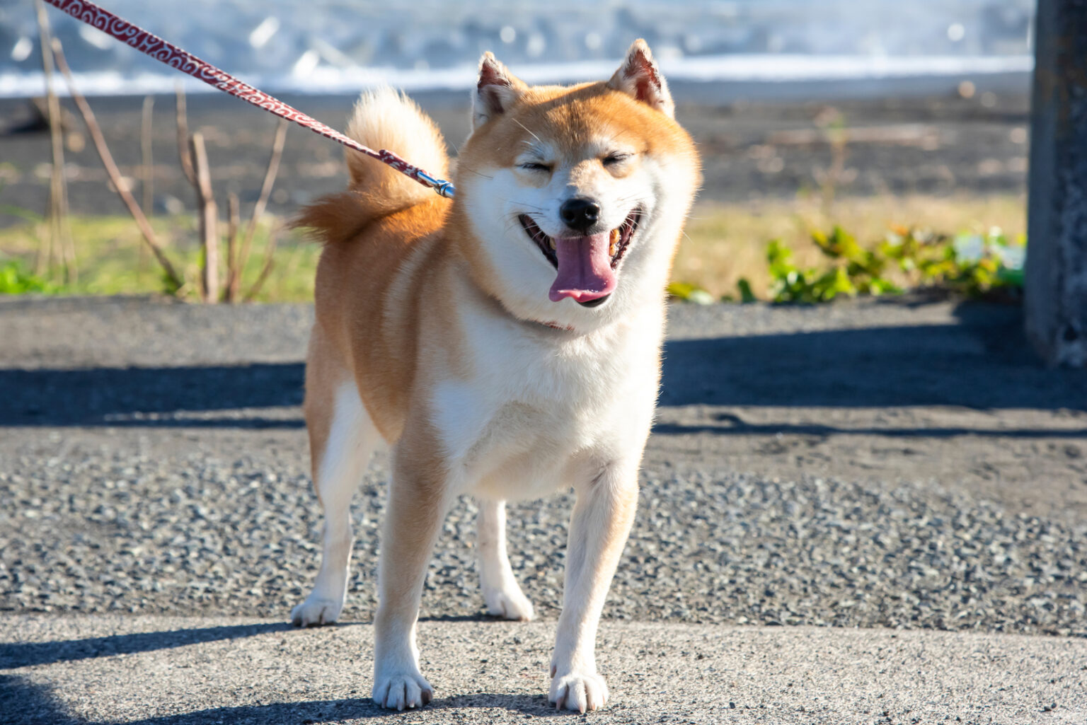 Mame Shiba Inu - A Mini Shiba Inu Or A Whole New Breed?
