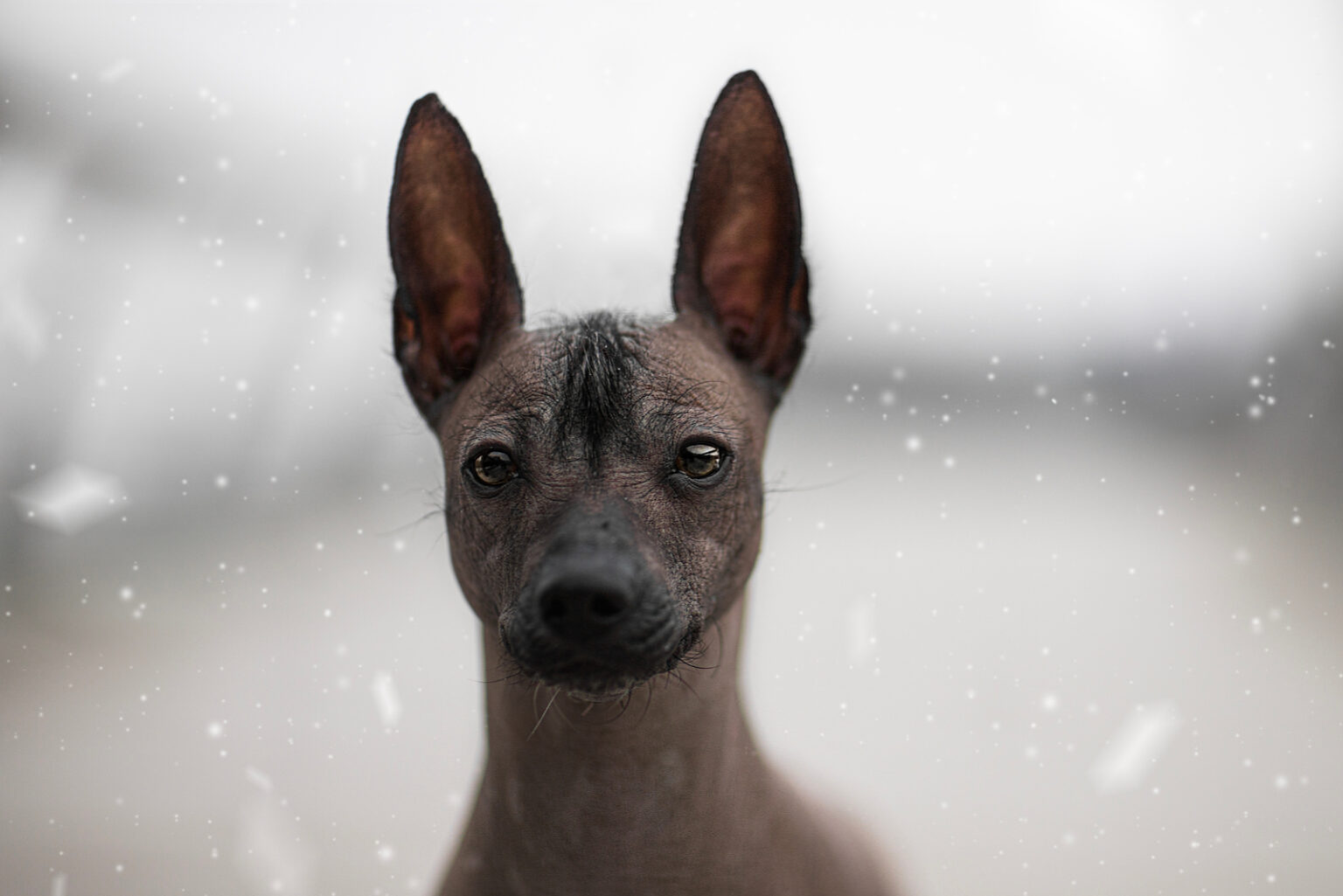 29 Weird Dog Breeds: Your Guide To The Weirdest Dogs Ever