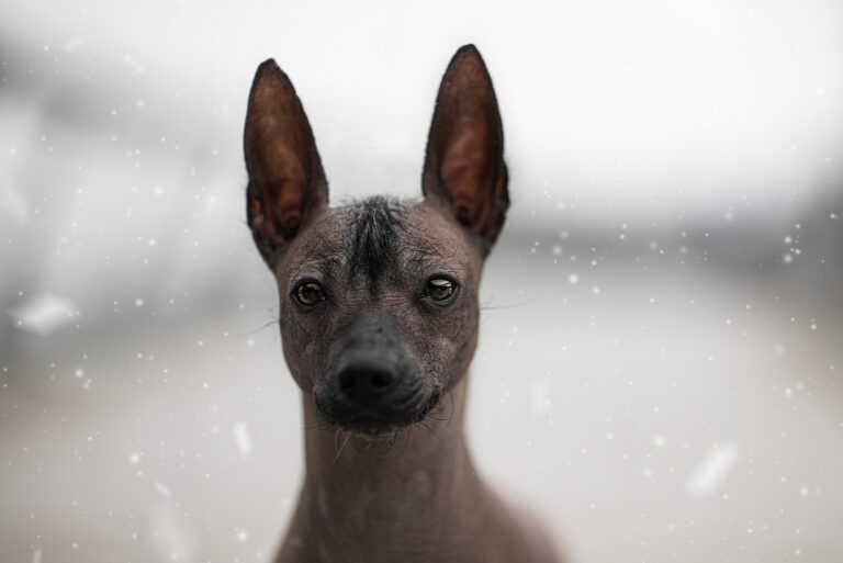 29 Weird Dog Breeds: Your Guide To The Weirdest Dogs Ever