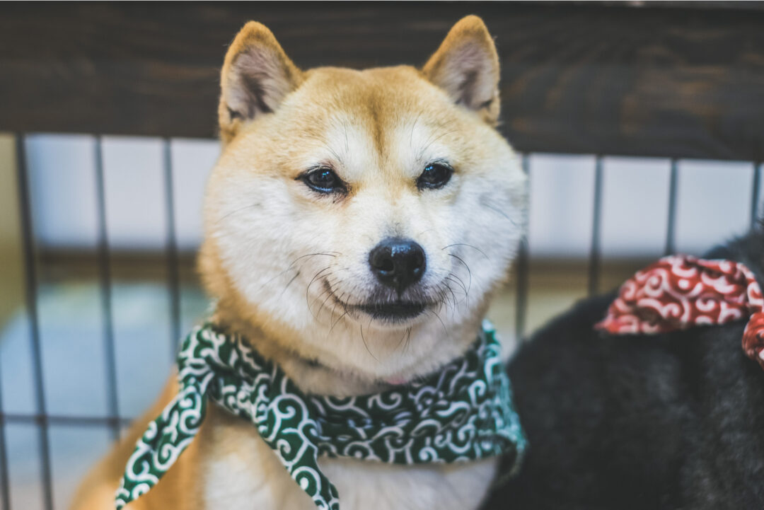 Mame Shiba Inu - A Mini Shiba Inu Or A Whole New Breed?