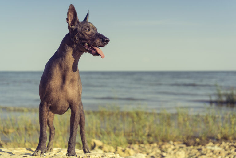 29 Weird Dog Breeds: Your Guide To The Weirdest Dogs Ever