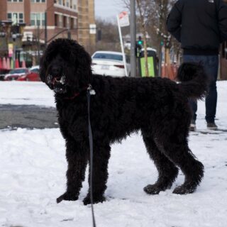 Black Goldendoodle 101 - Facts And Care
