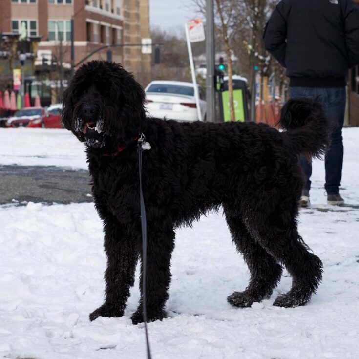 Black Goldendoodle 101 - Facts And Care