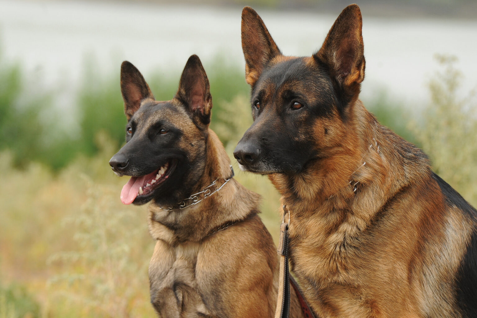 Are Belgian Malinois Aggressive 11 Important Facts