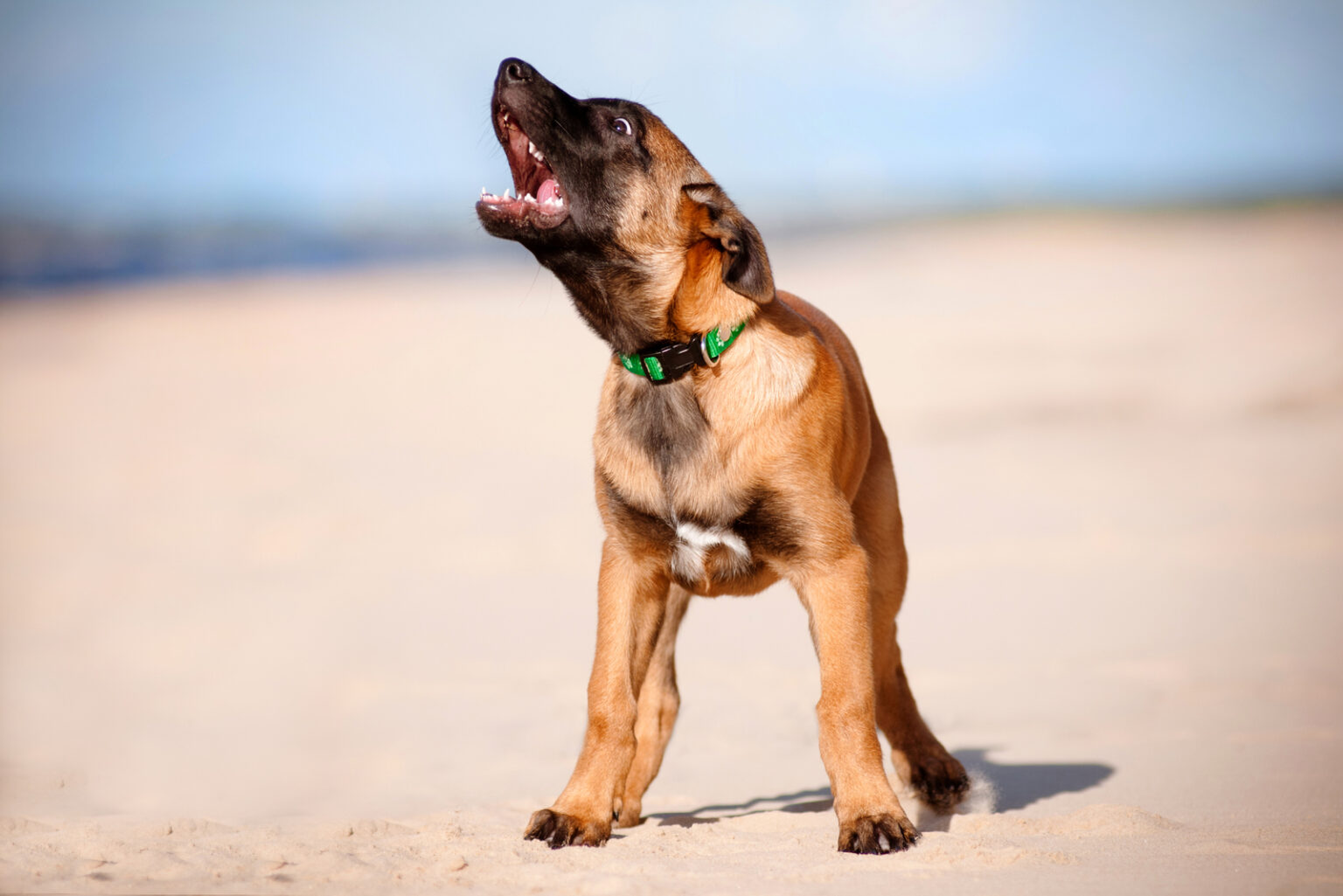Are Belgian Malinois Aggressive? 11 Important Facts