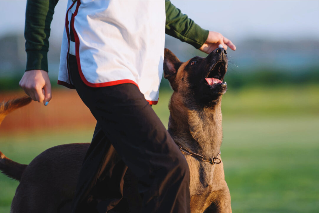 Are Belgian Malinois Aggressive? 11 Important Facts