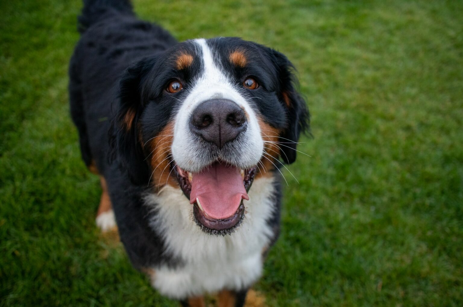 15+ Big Fluffy Dog Breeds That Are Made For Cuddling