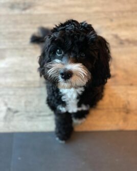 Cavapoo Colors: 11 Coat Colors You’ll Fall For