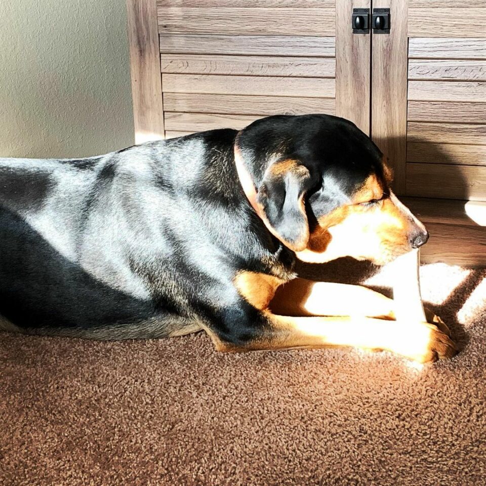 33 Doberman Mixes You Need To Meet