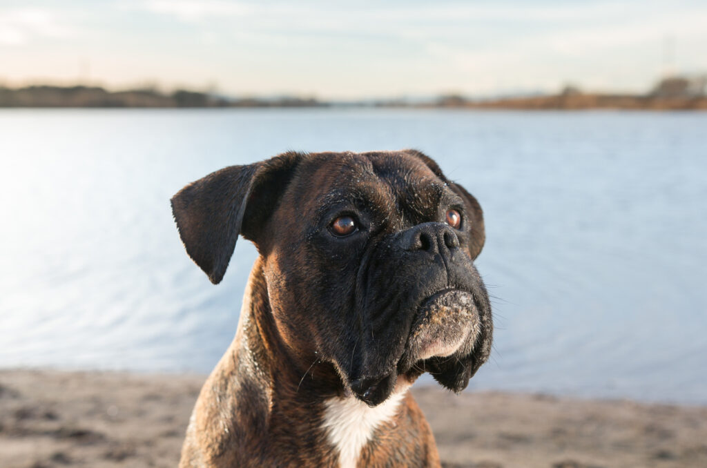 Top 9 Boxer Breeders In Ohio