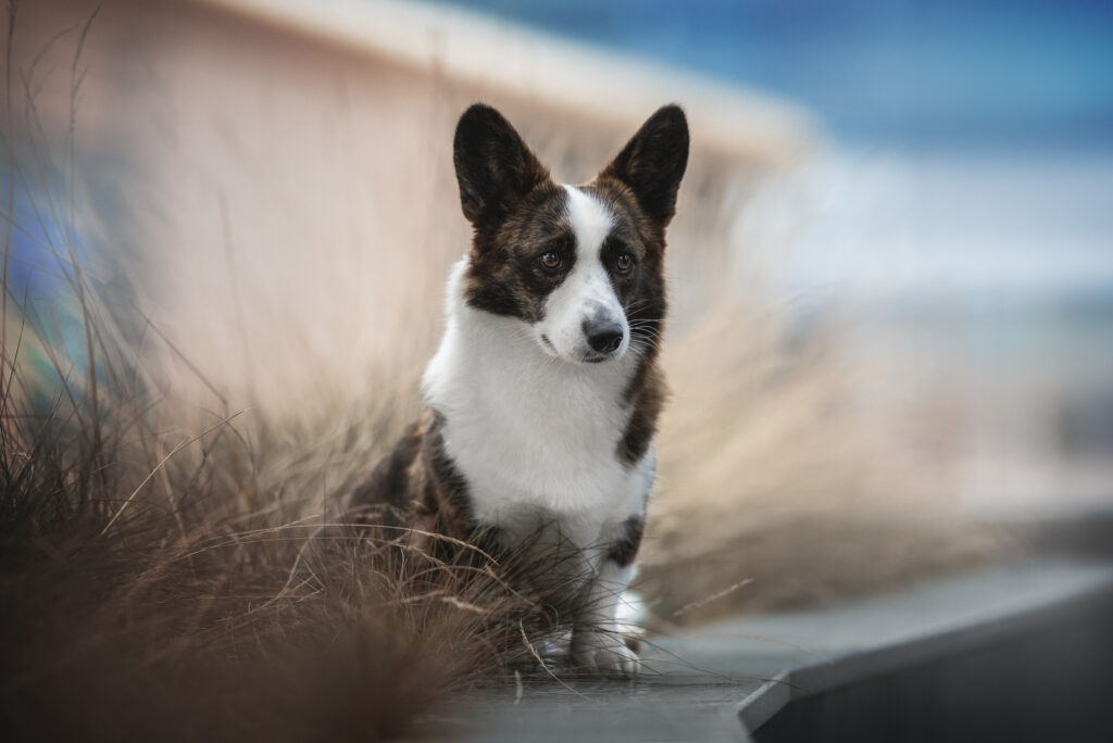Brindle Corgi: 10+ Facts About These Cute Fluffy Friends