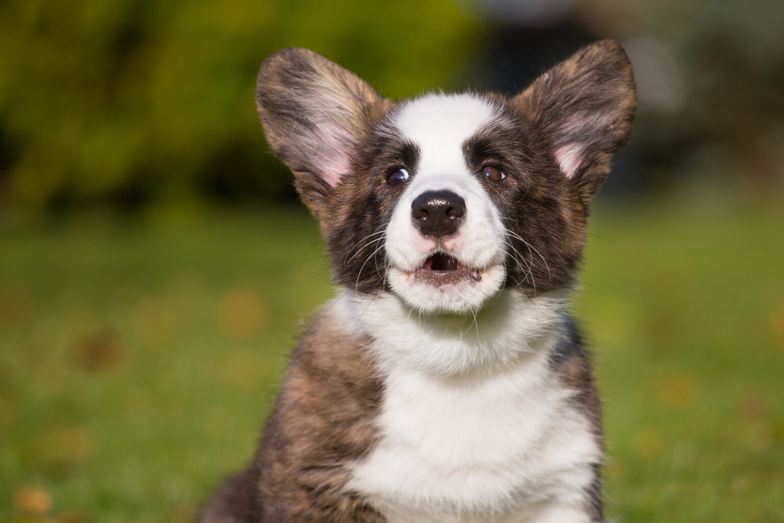 Brindle Corgi: 10+ Facts About These Cute Fluffy Friends