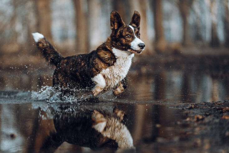 Brindle Corgi: 10+ Facts About These Cute Fluffy Friends