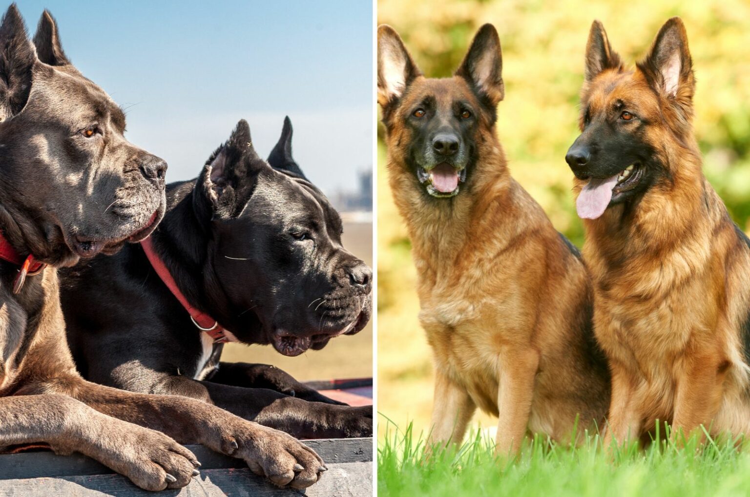 Cane Corso Vs German Shepherd: Who’s The Best Boy?