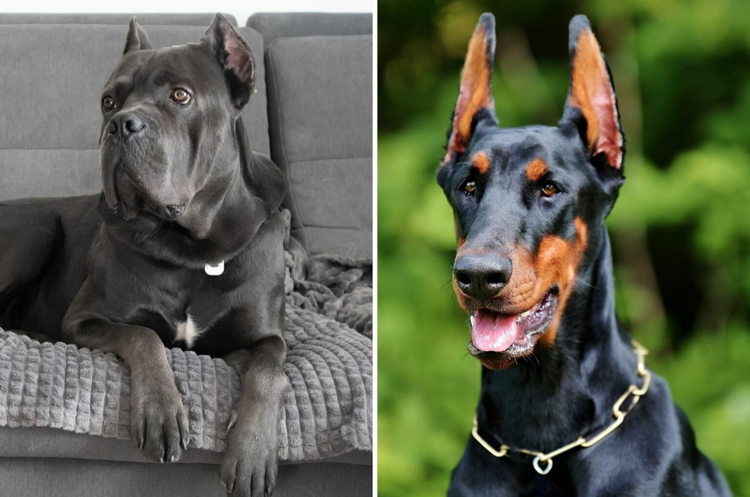 Cane Corso Vs Doberman: The Battle Of The Mighty Paws