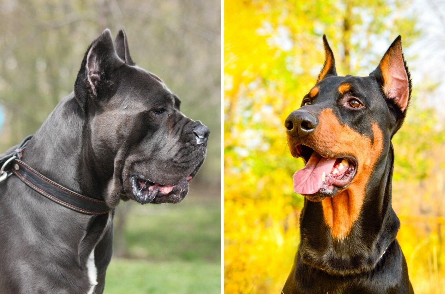 Cane Corso Vs Doberman: The Battle Of The Mighty Paws