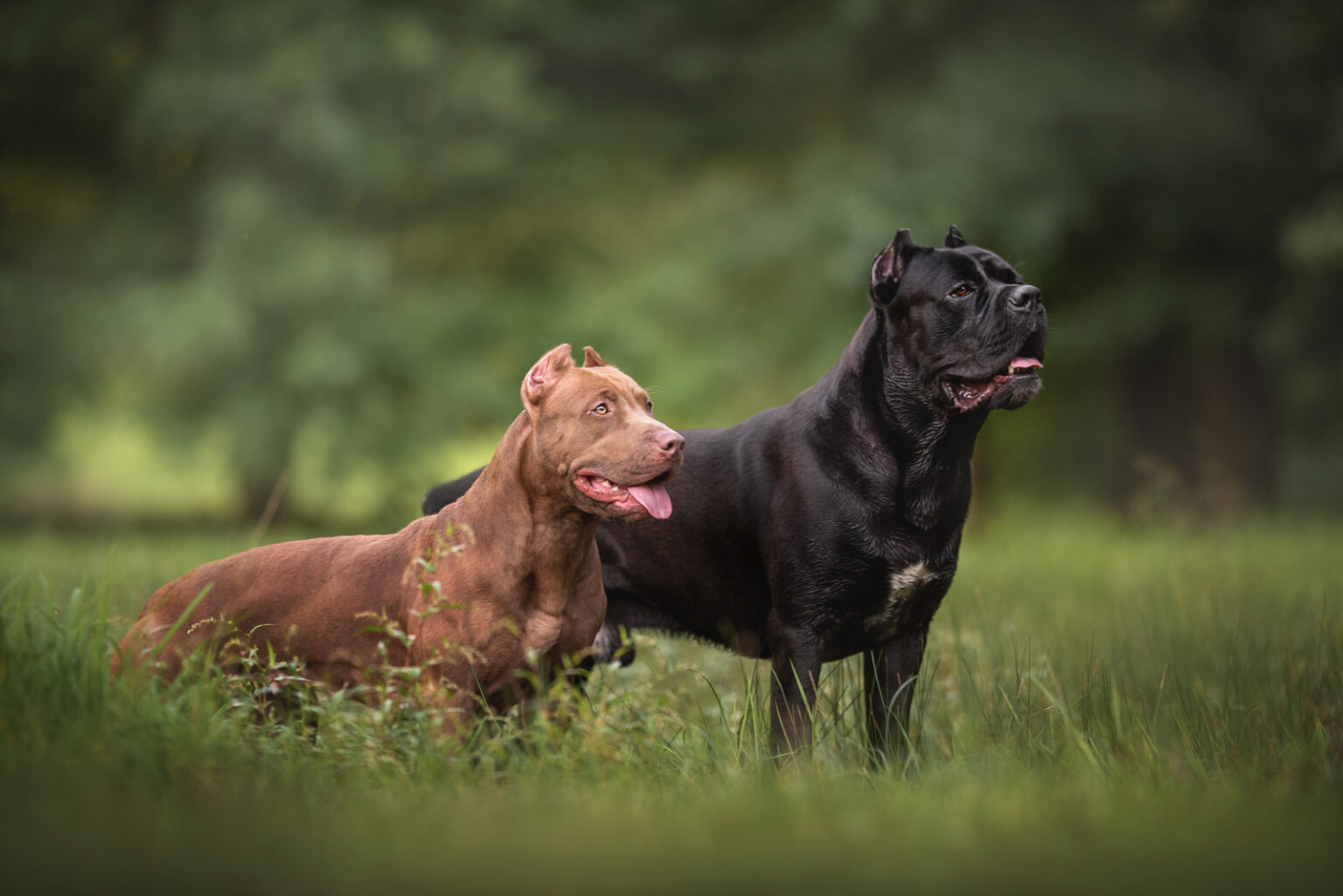 Cane Corso Vs. Pitbull: Which One Is The Best Dog For You?