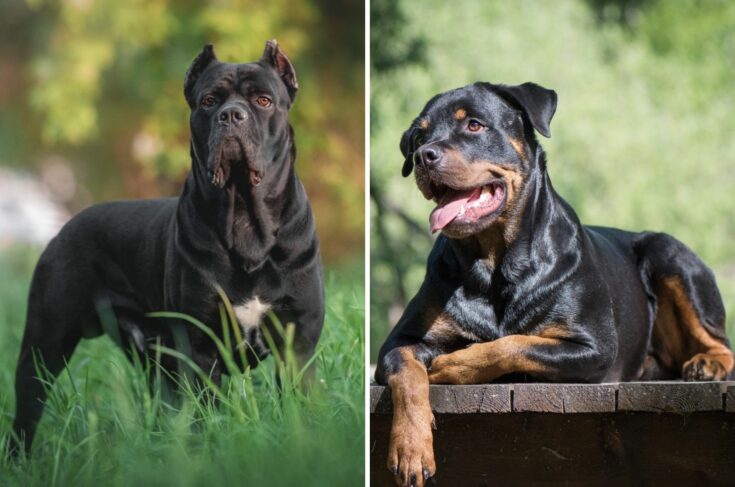 Cane Corso Vs Rottweiler: Which One Is The Better Guard Dog?
