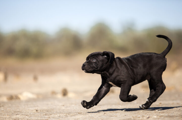 Cane Corso Vs Great Dane: Which One Is A Better Choice?