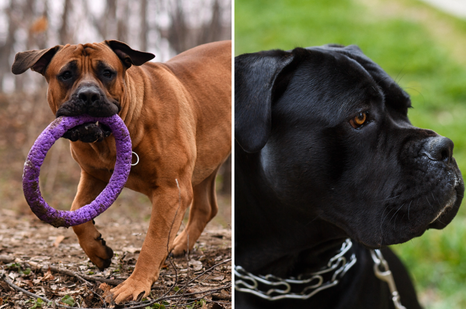 Cane Corso Vs. Boerboel: Which Is The Right Breed For You?