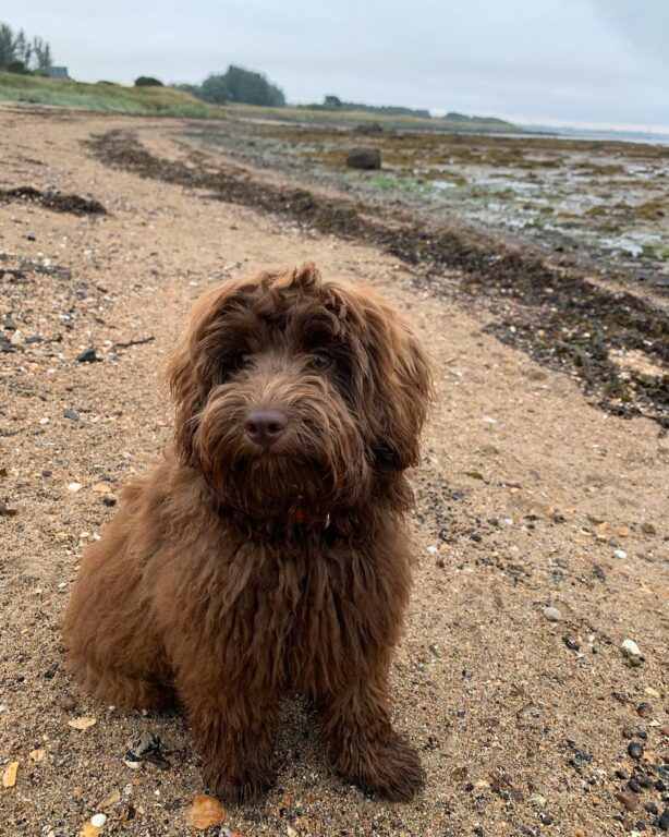 Cavapoo Colors: 11 Coat Colors You’ll Fall For