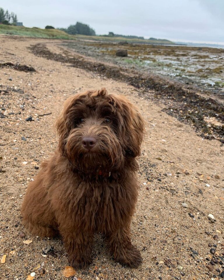 Cavapoo Colors: 11 Coat Colors You’ll Fall For