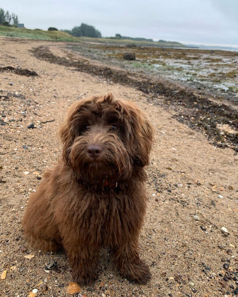 Cavapoo Colors: 11 Coat Colors You’ll Fall For