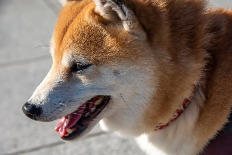 Mame Shiba Inu - A Mini Shiba Inu Or A Whole New Breed?