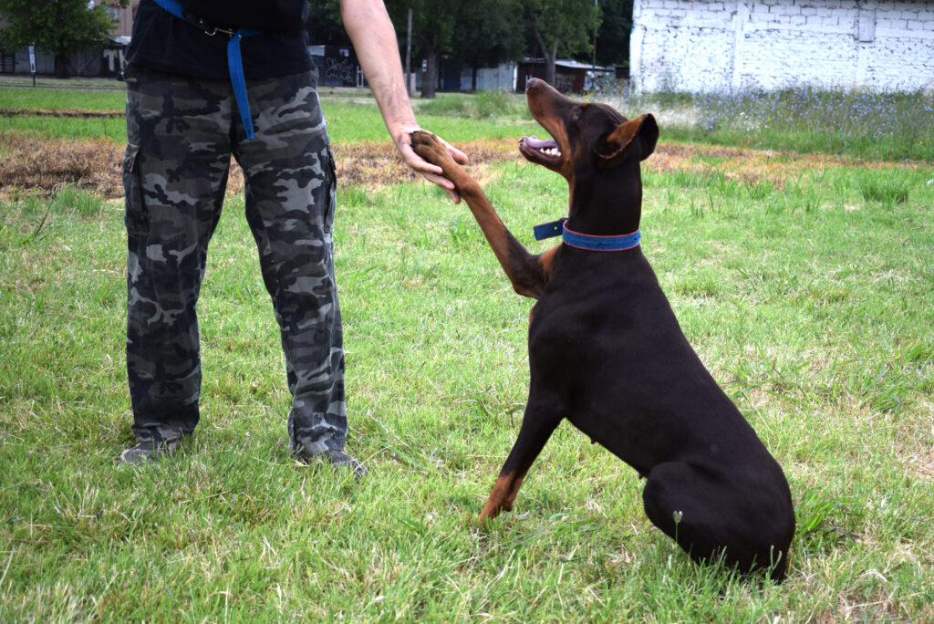 Cane Corso Vs Doberman: The Battle Of The Mighty Paws