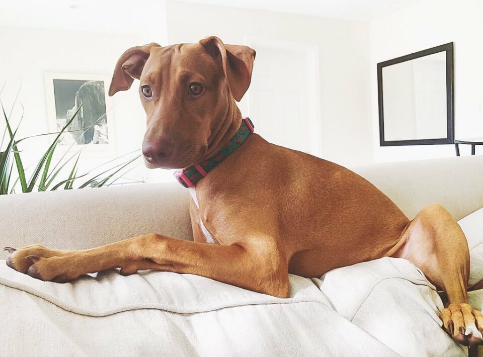 33 Doberman Mixes You Need To Meet