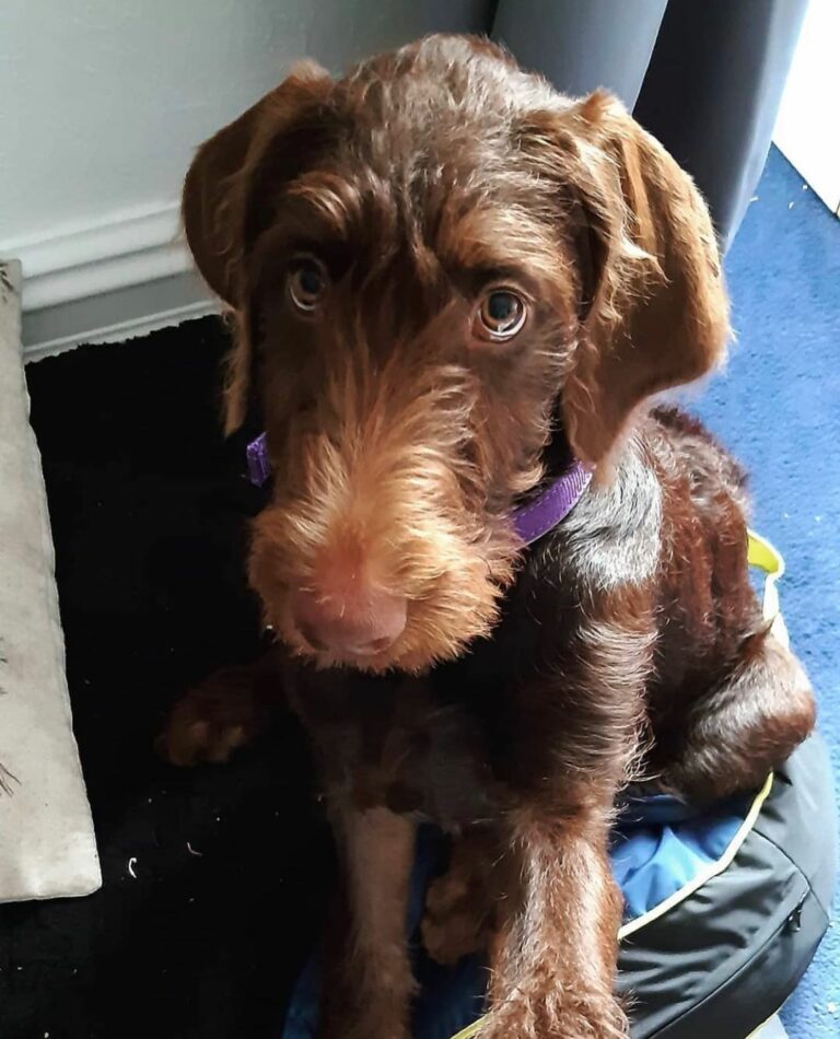 33 Doberman Mixes You Need To Meet