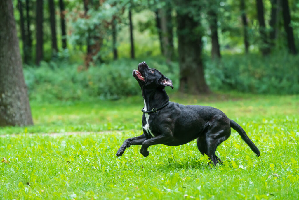 Dogo Argentino Vs. Cane Corso – Who Would Win?