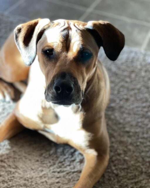 33 Doberman Mixes You Need To Meet