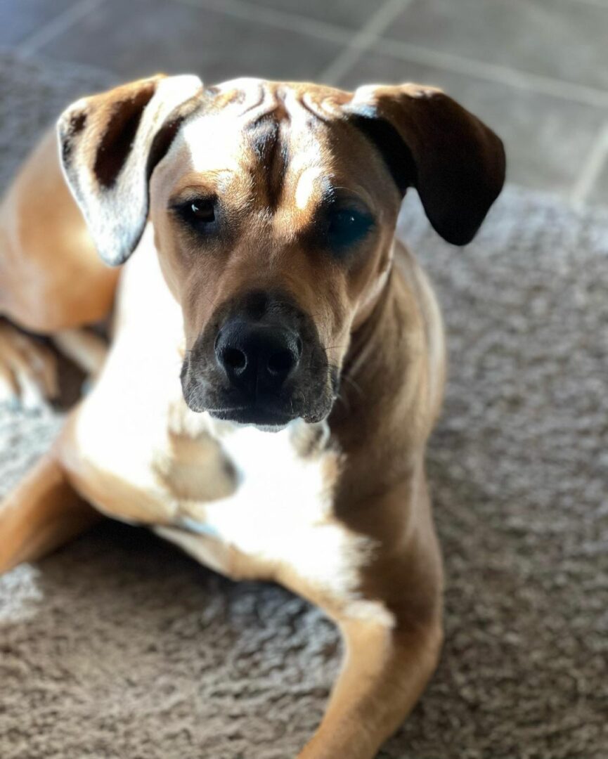 33 Doberman Mixes You Need To Meet