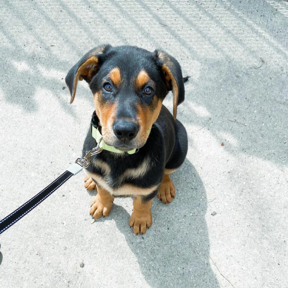 33 Doberman Mixes You Need To Meet
