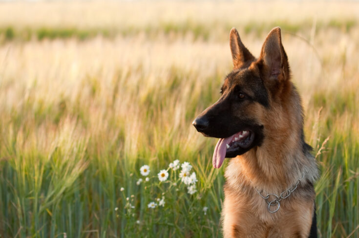 Top 5 German Shepherd Breeders In New York