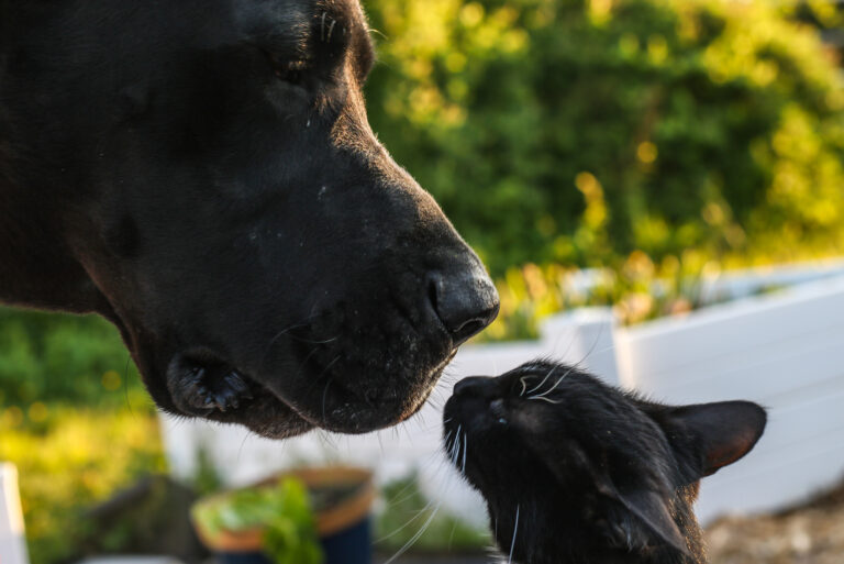 Cane Corso Vs Great Dane: Which One Is A Better Choice?
