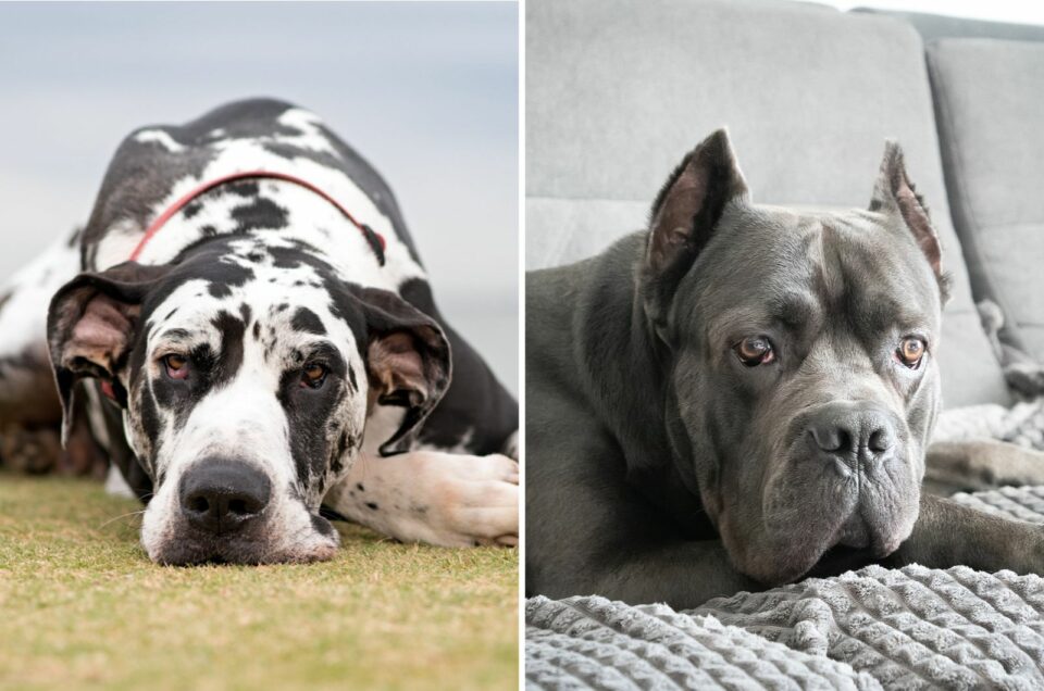 Cane Corso Vs Great Dane: Which One Is A Better Choice?