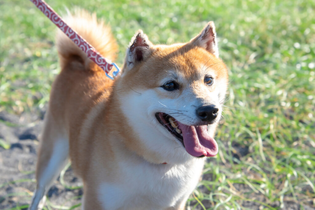 Mame Shiba Inu - A Mini Shiba Inu Or A Whole New Breed?