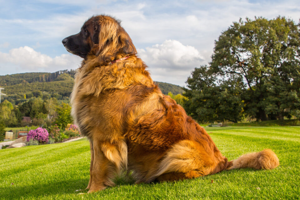 15+ Big Fluffy Dog Breeds That Are Made For Cuddling