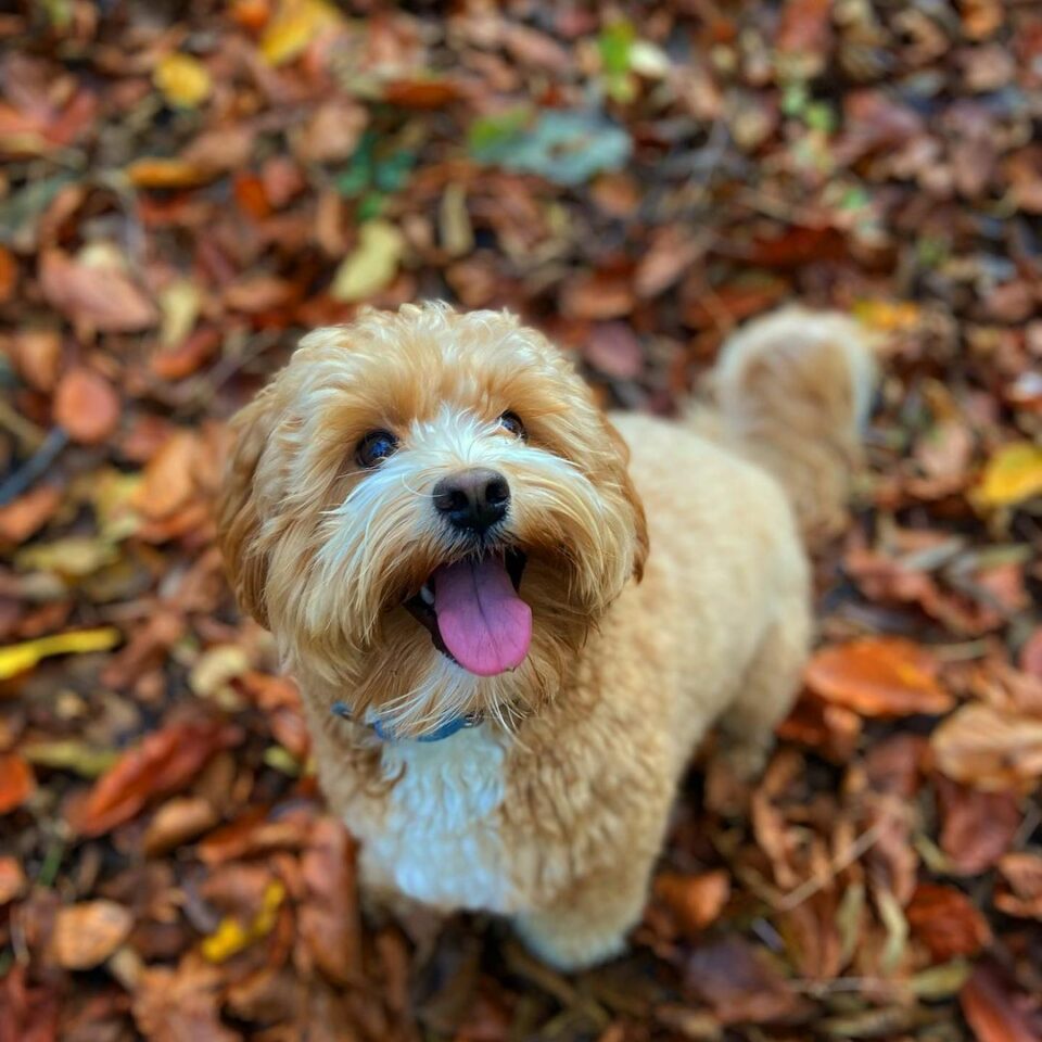 Cavapoo Vs Maltipoo: So Similar, But So Different